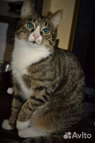 Кошка в добрые руки