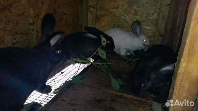 Кролики мясных пород