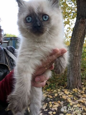 Котенок брошенный