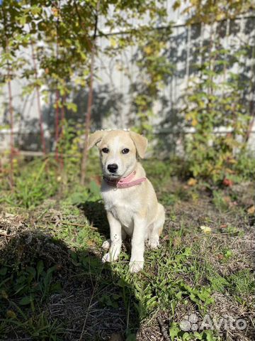 Щенок в добрые руки