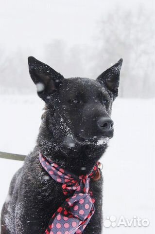 Марк ищет дом