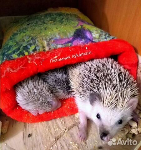 Карликовый африканский ежик