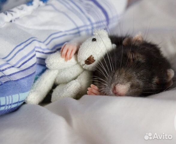 Крысята Дамбо черные от белой мамы