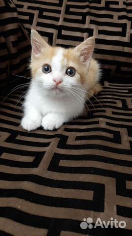 Сладкий Малыш 1.5 мес