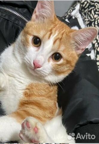 Рыжий котенок Лео