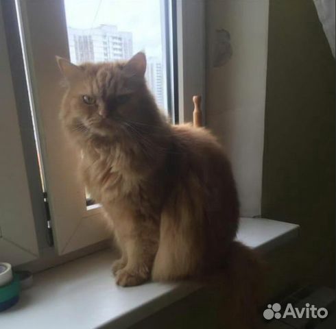 Молодая кошечка экзотической породы в дар