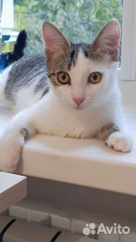 Малыш в дом