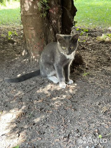 Котик 5 мес