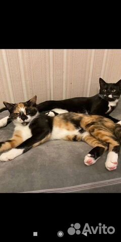 Котята