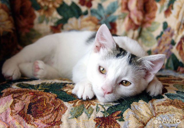 Котенок