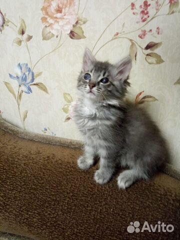 Котёнок-мальчик в добрые руки