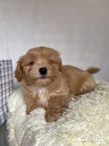 Мальтипу mini ф1