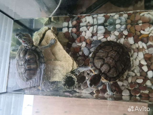 Красноухая черепаха с аквариумом