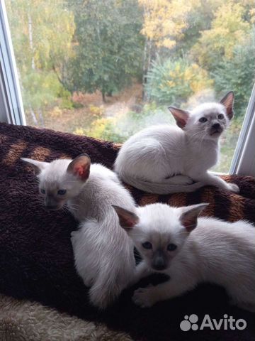Ориентальные котята