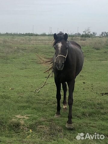 Продаю лошадь