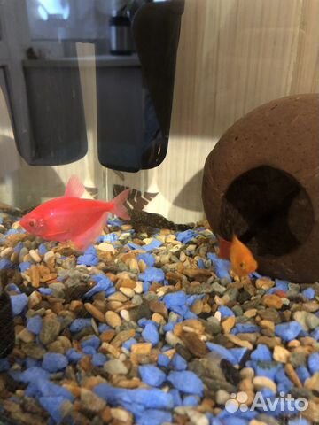 Аквариумные рыбки бесплатно