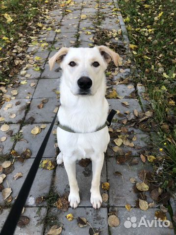 Собака в добрые руки