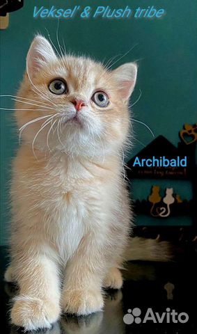 Британские котята