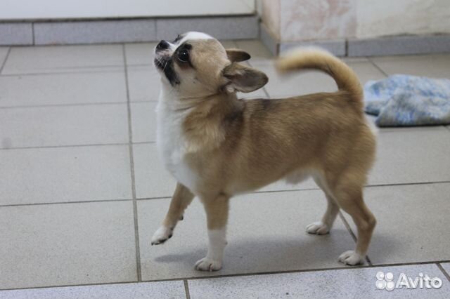 Кобель для вязок