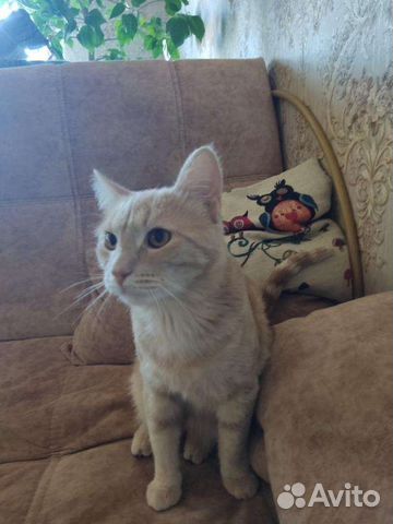 Кот Кексик в дар