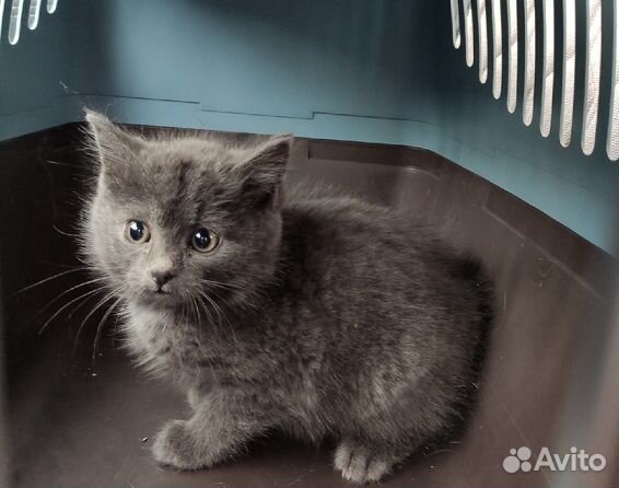 Малышка 1,5 мес. как хомячок