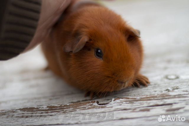 Яркий мальчик морская свинка