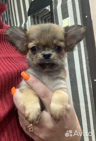 Мини мальчик длинник