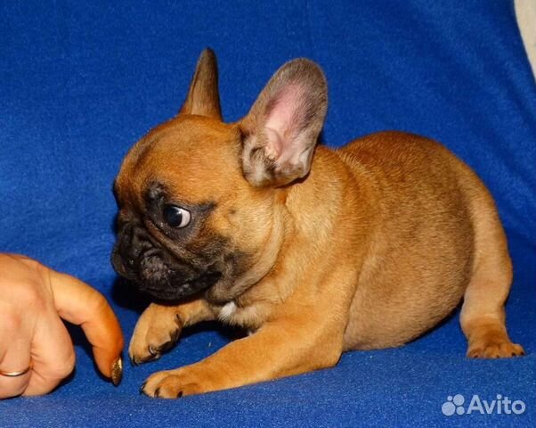Французский бульдог щенки mini