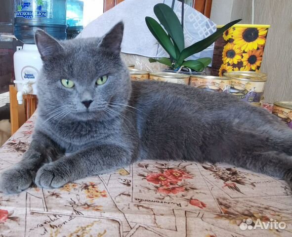 Марсик из приюта, 1год, привезем