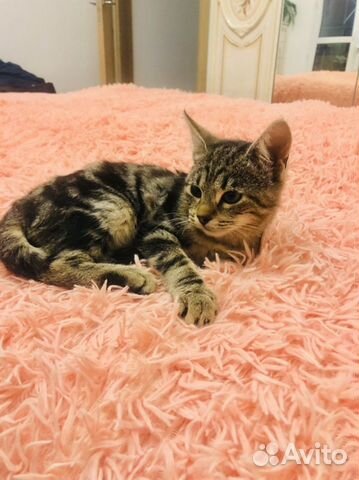 Котенок 3 месяца в добрые руки