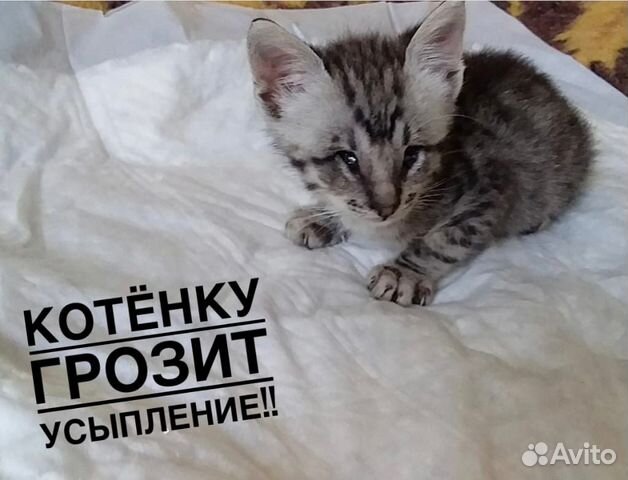 Слепой малыш на улице, нужен дом