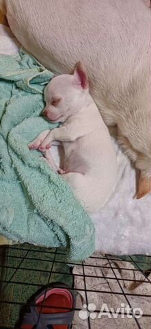 Ричи mini мальчик