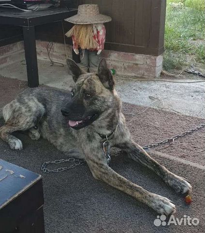 Собака кобель в добрые руки