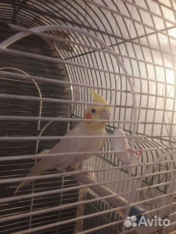 Попугай корелла с клеткой