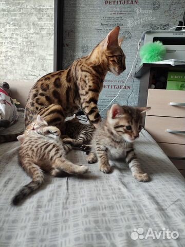 Бенгальские котята