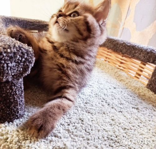 Кошки котята шотландские