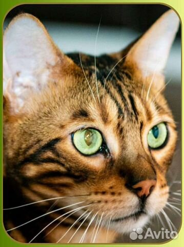 Котик в дар