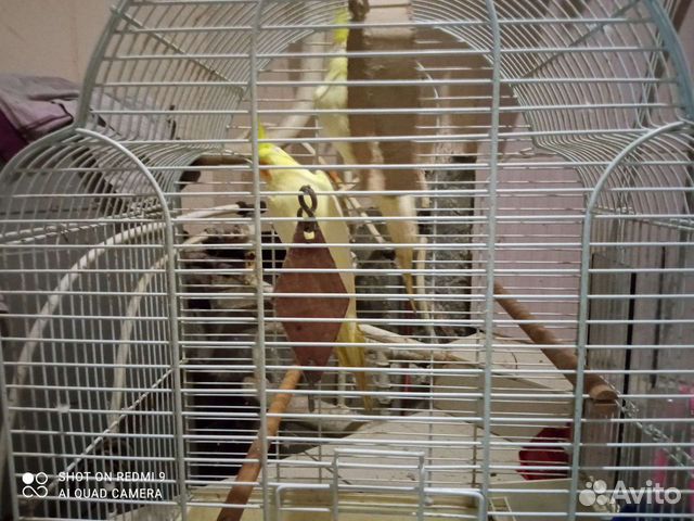 Попугай корелла мальчик и девочка