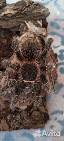 Паук-птицеед