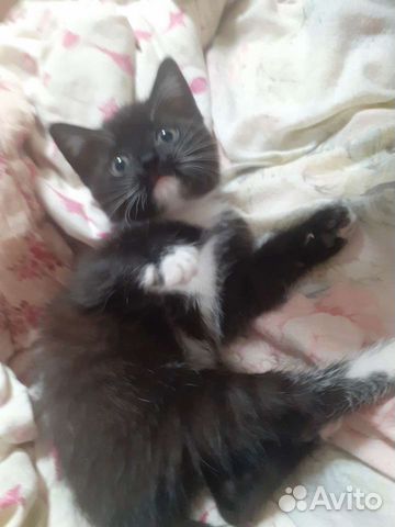 Котенок