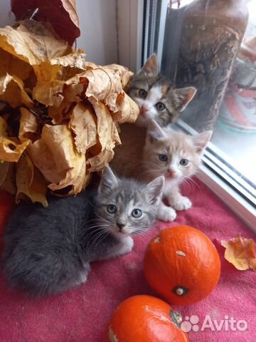 Котята из мешка