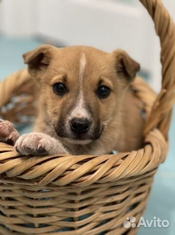 Сказочный Плюшик