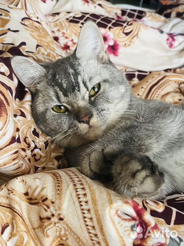 Британский кот вязка