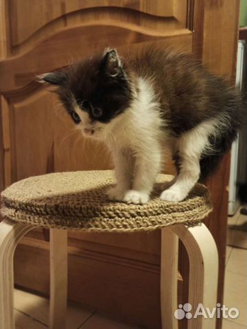 Кошка