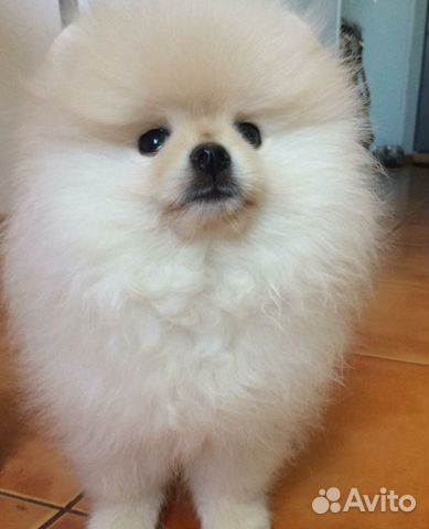 Шпиц девочка миниатюрная помераночка