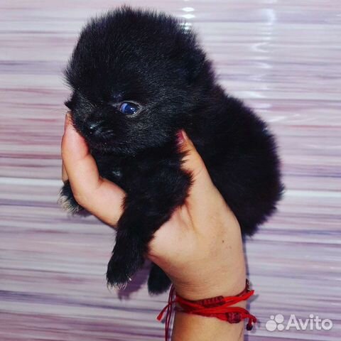 Мимикрончик микро малыш померанского шпица медвежо