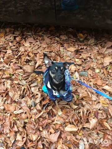 Ищем жениха