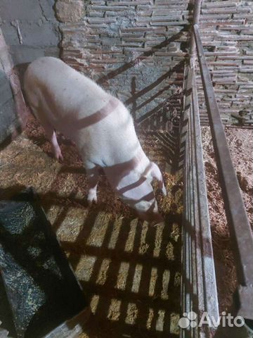 Рабочий хряк