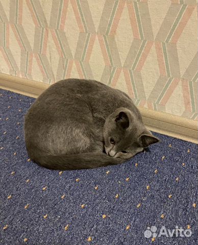 Дымчатая кошечка