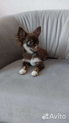 Чихуахуа девочка